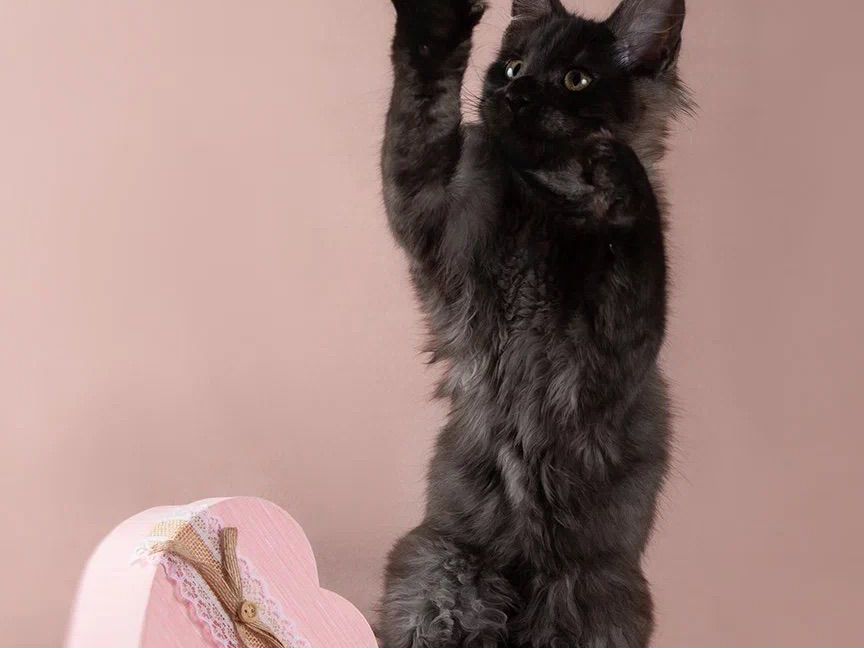 Мейн-кун модница и красавица