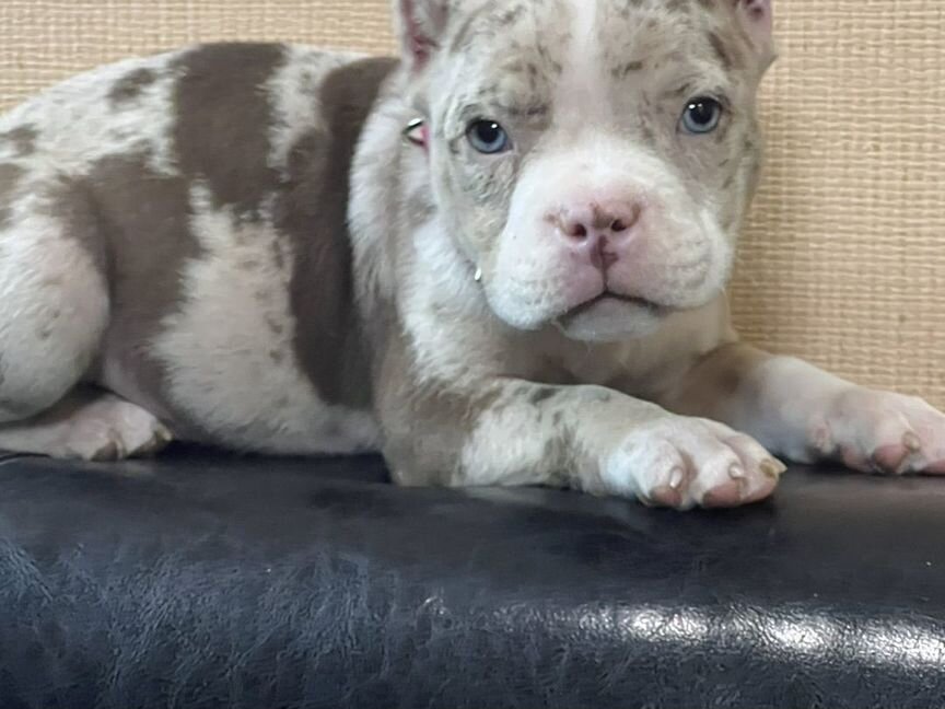 Голубоглазая красота американский булли