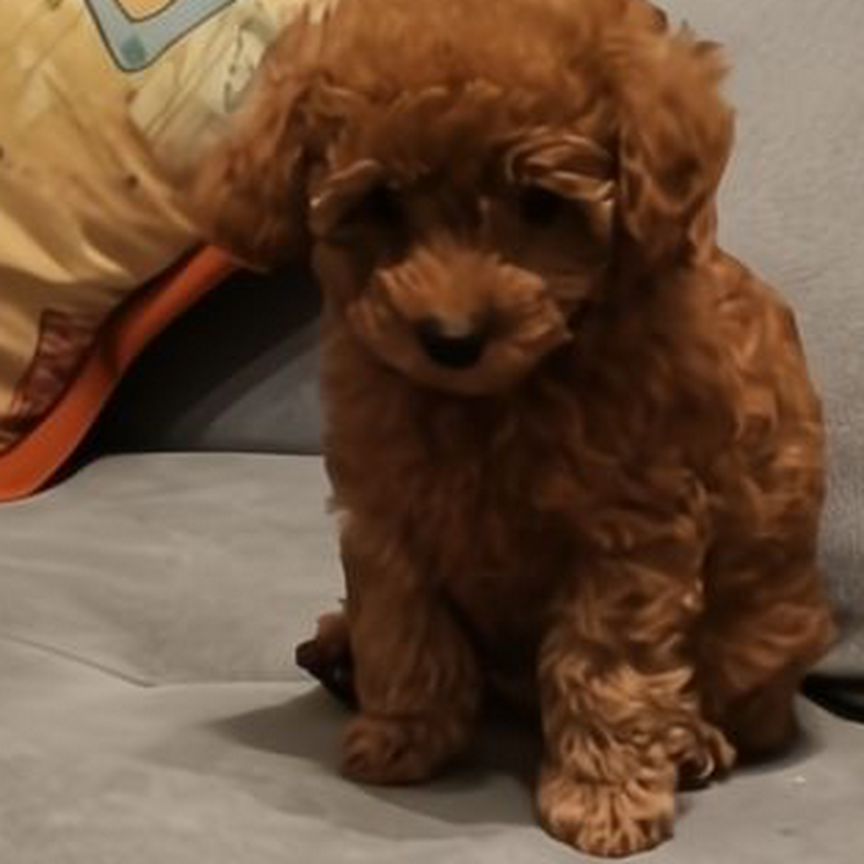 Той-пудель, щенок