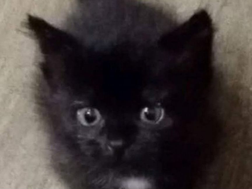 Кошки
