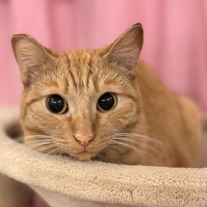 Рыжий кот Лучик