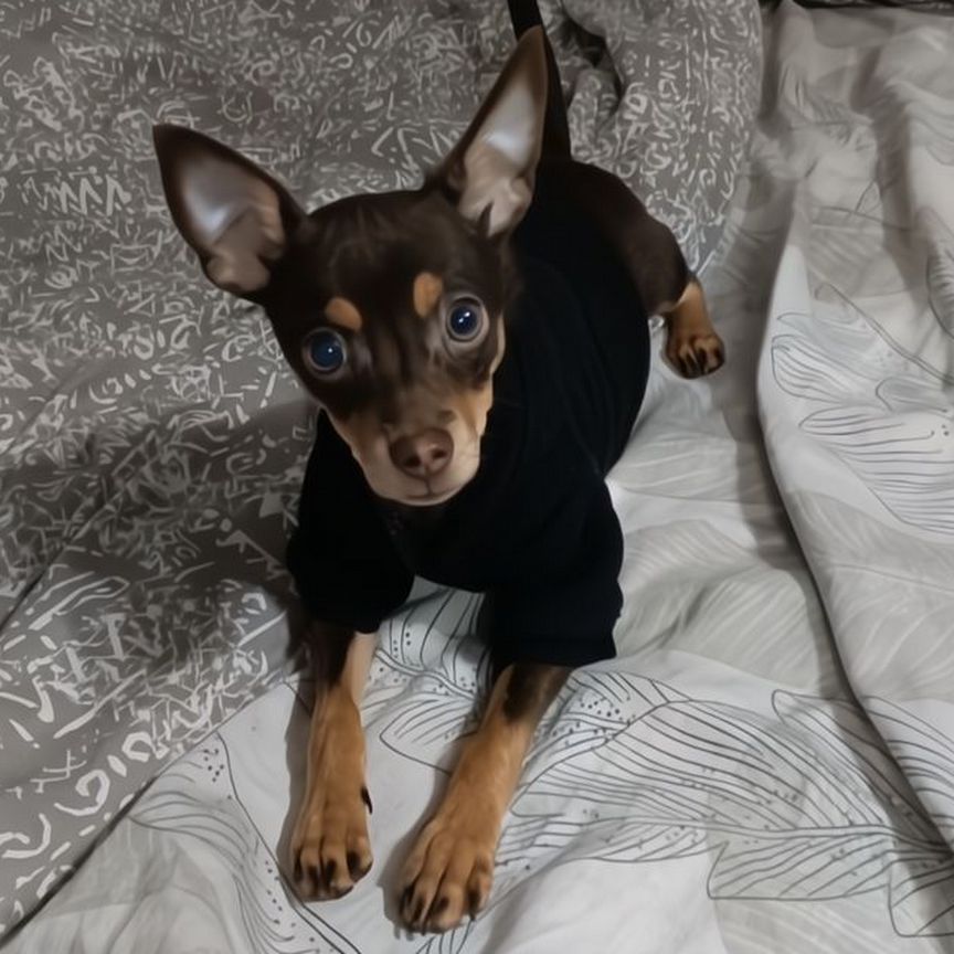 Русский той-терьер, щенок