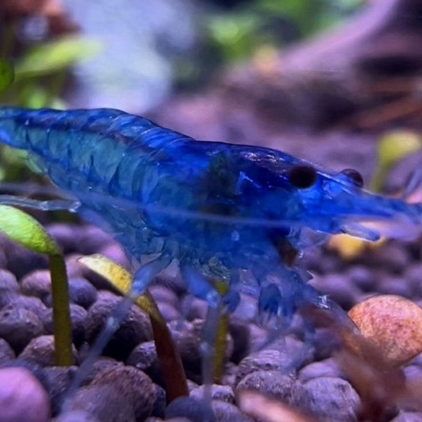 Аквариумные креветки синие неокардины (Blue Dream)