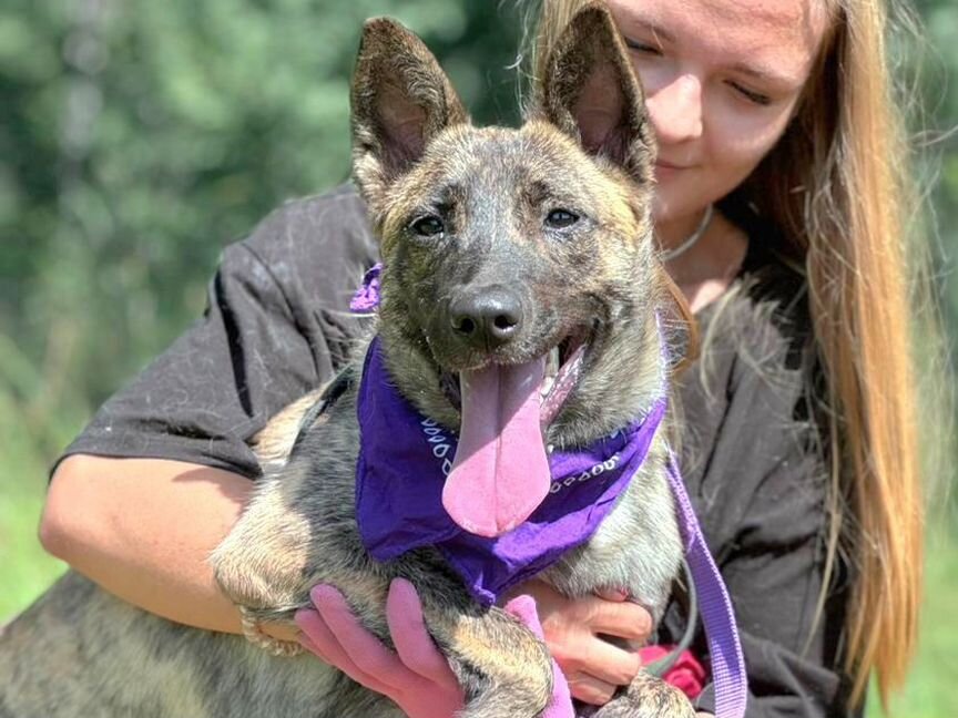 Активная собака Халва в дар