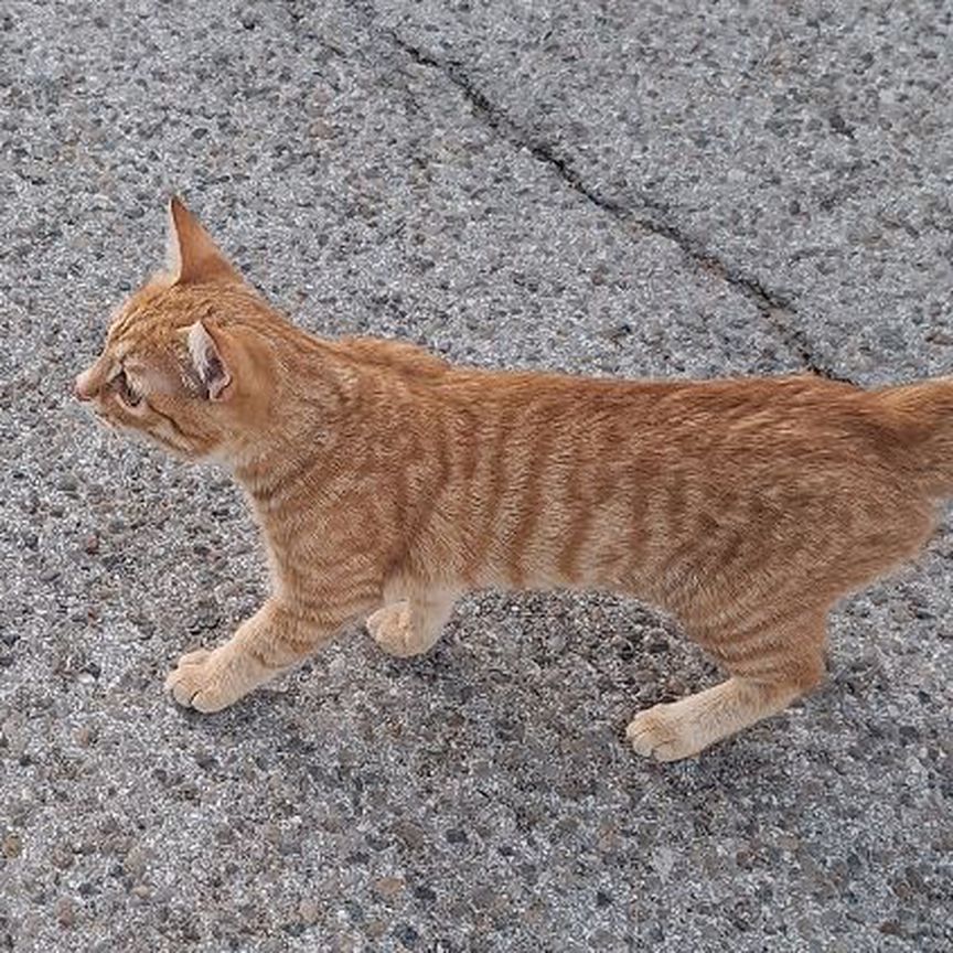 Отдам кота в добрые руки бесплатно,хороший,добрый
