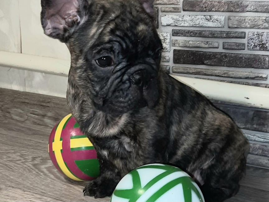 Новогодние французики щенки