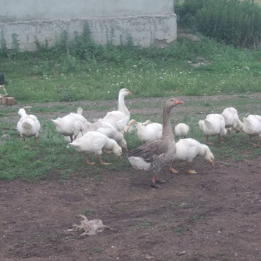Гусята линда