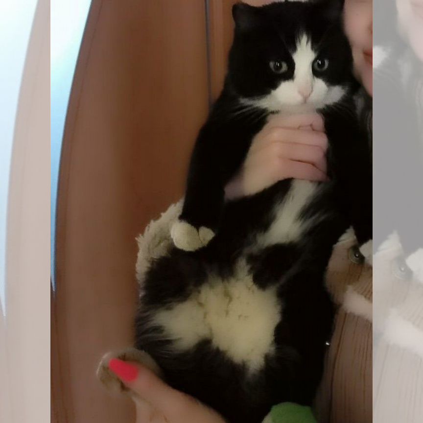 Потерялся кот