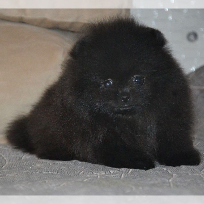 Померанский шпиц мини черные девочки