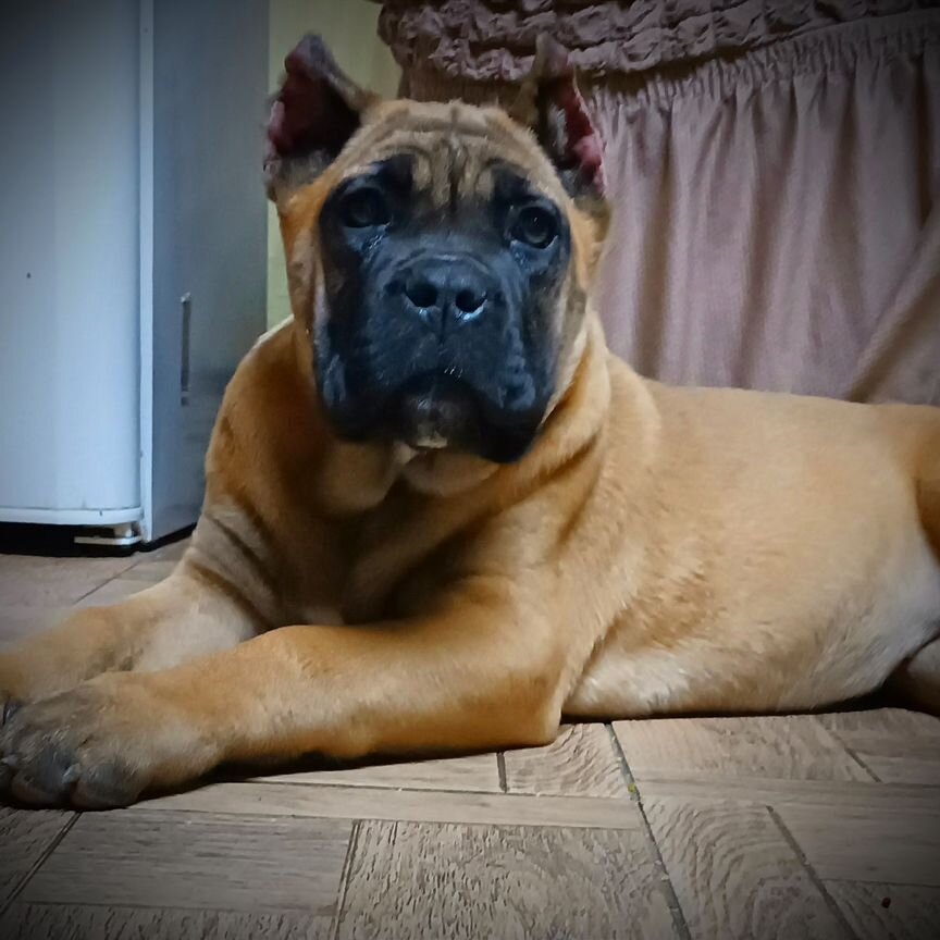 Кане Корсо РКФ девочка