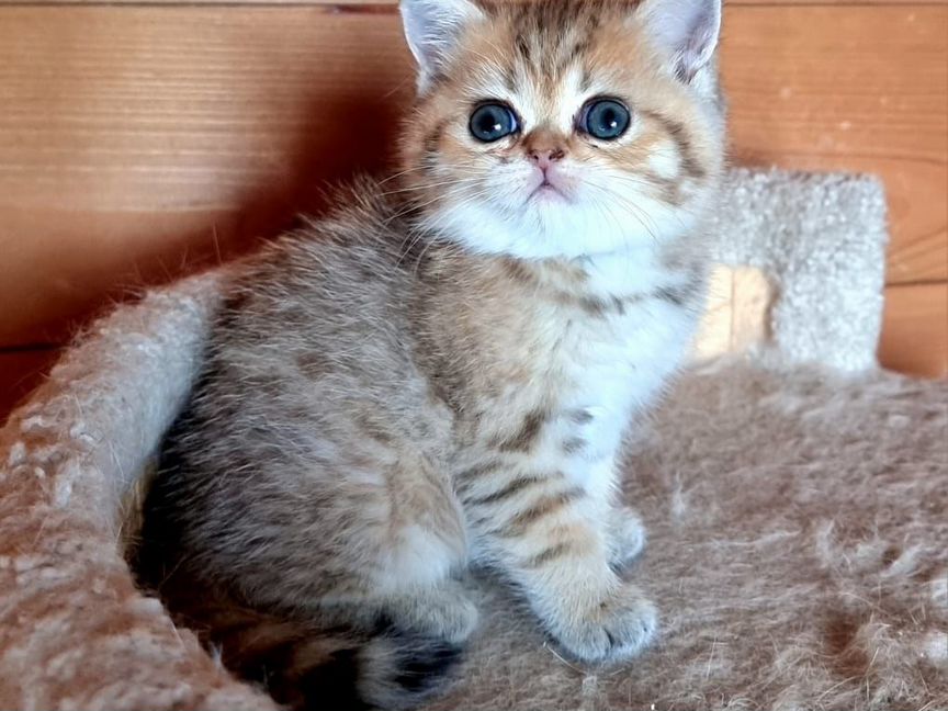 Британский золотой мальчик