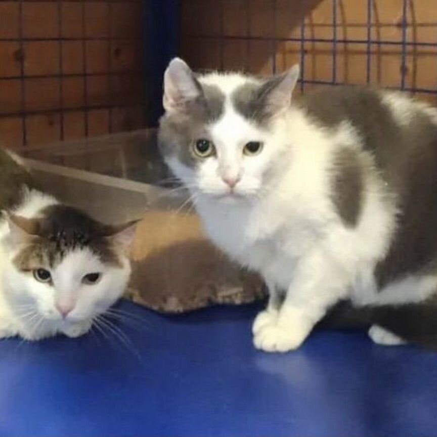 Коты в дар в добрые руки