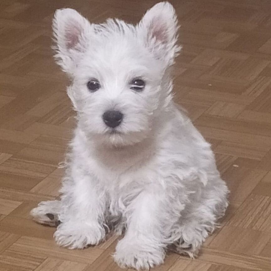 Вест-хайленд-уайт-терьер, щенок