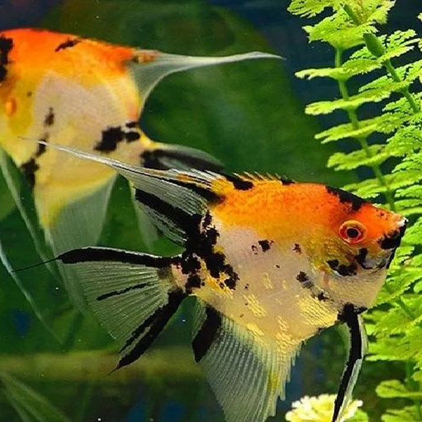 Скалярии Кои, тернеции