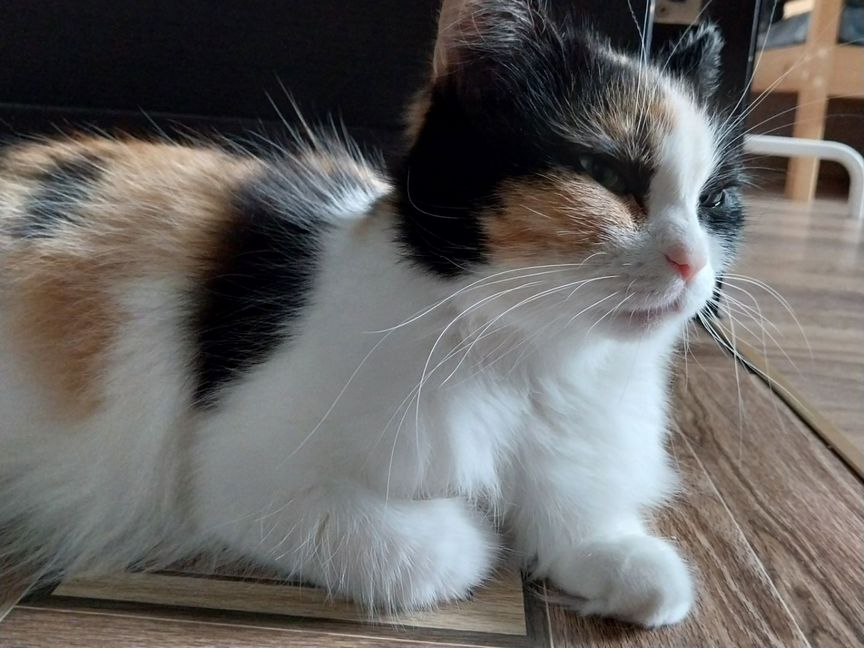 Сибирская кошка