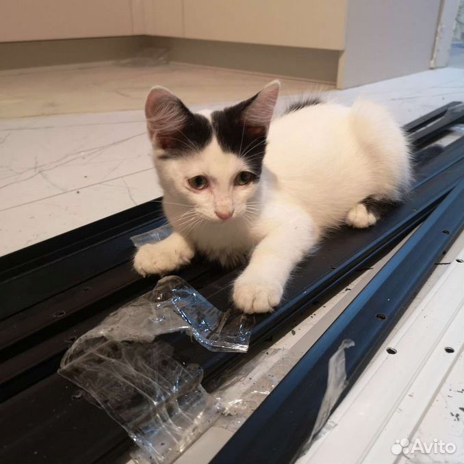 Маленький котенок ждёт свою семью, ищет дом