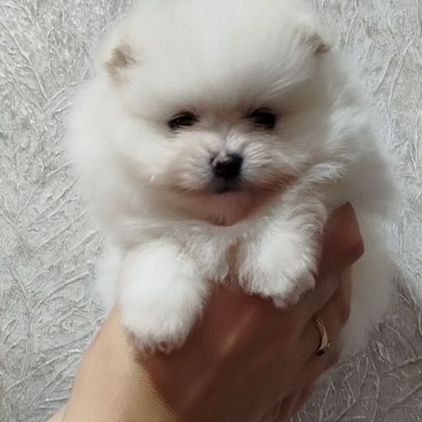 Померанский шпиц, щенок