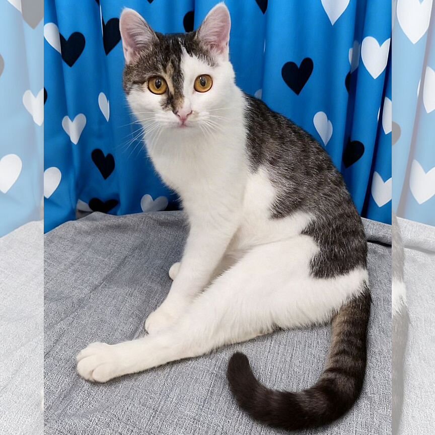 Взрослая, кошка в добрые руки