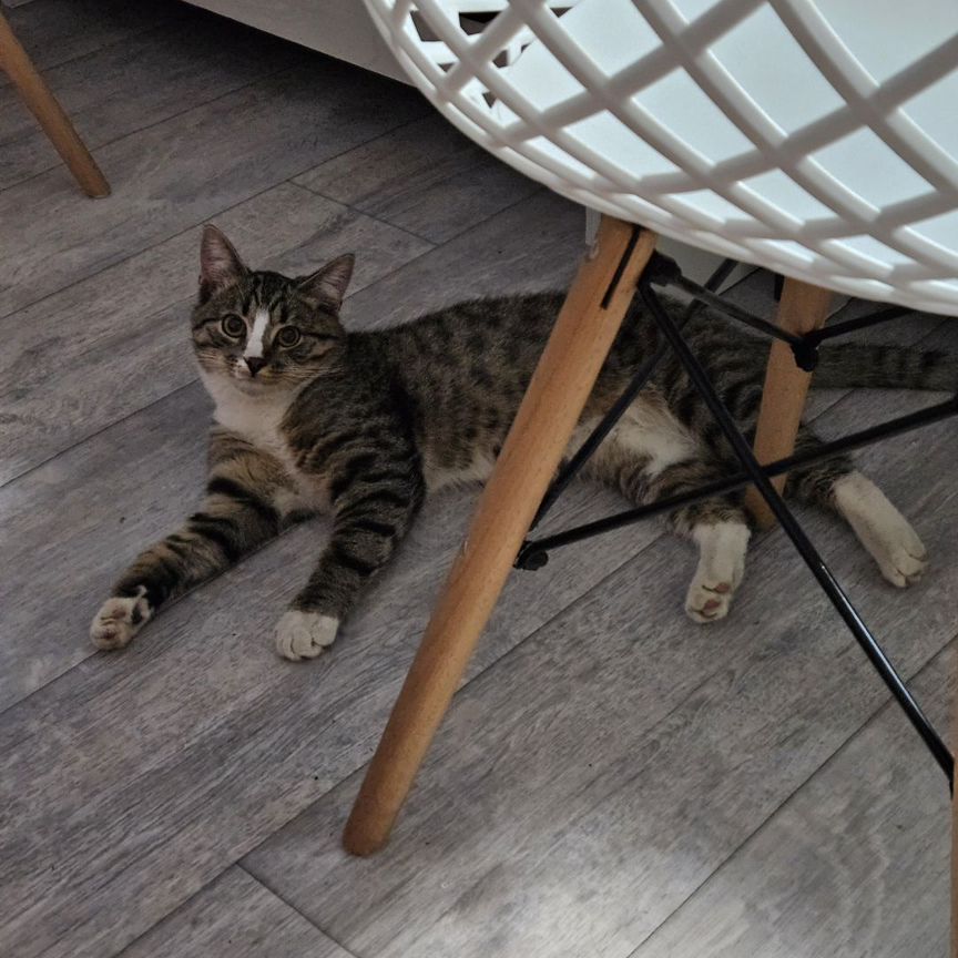 Отдам кота в добрые руки