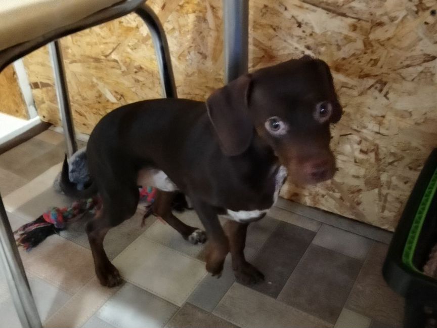 Помесь той терьера