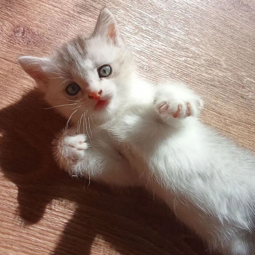 Сибирский котёнок