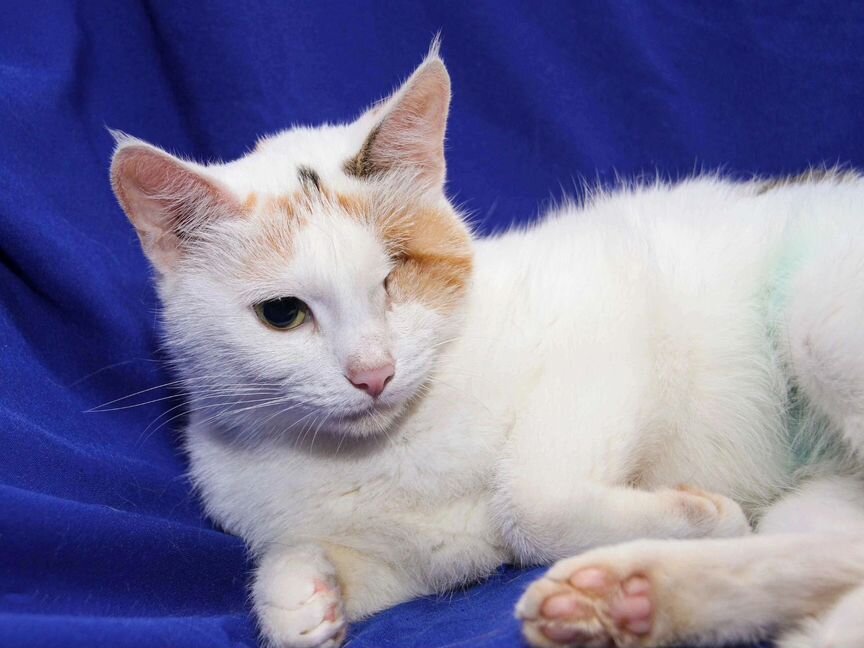 Кошка ищет дом