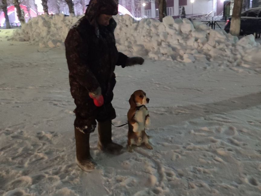 Вязка кобель бигль