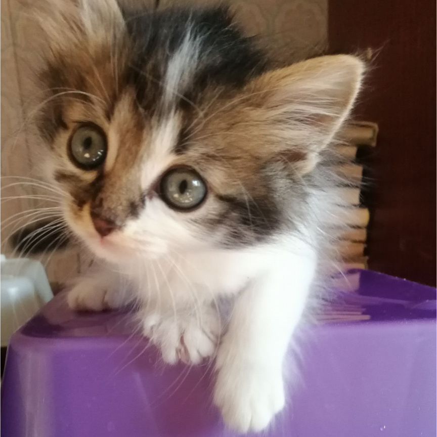 Котёнок