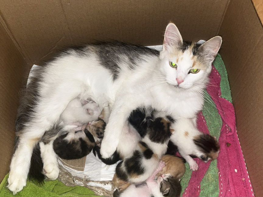 Новорожденные котята