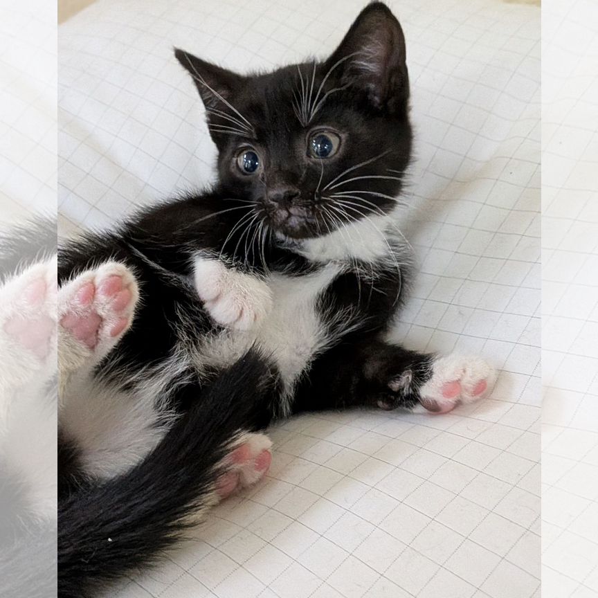 Котёнок в добрые руки