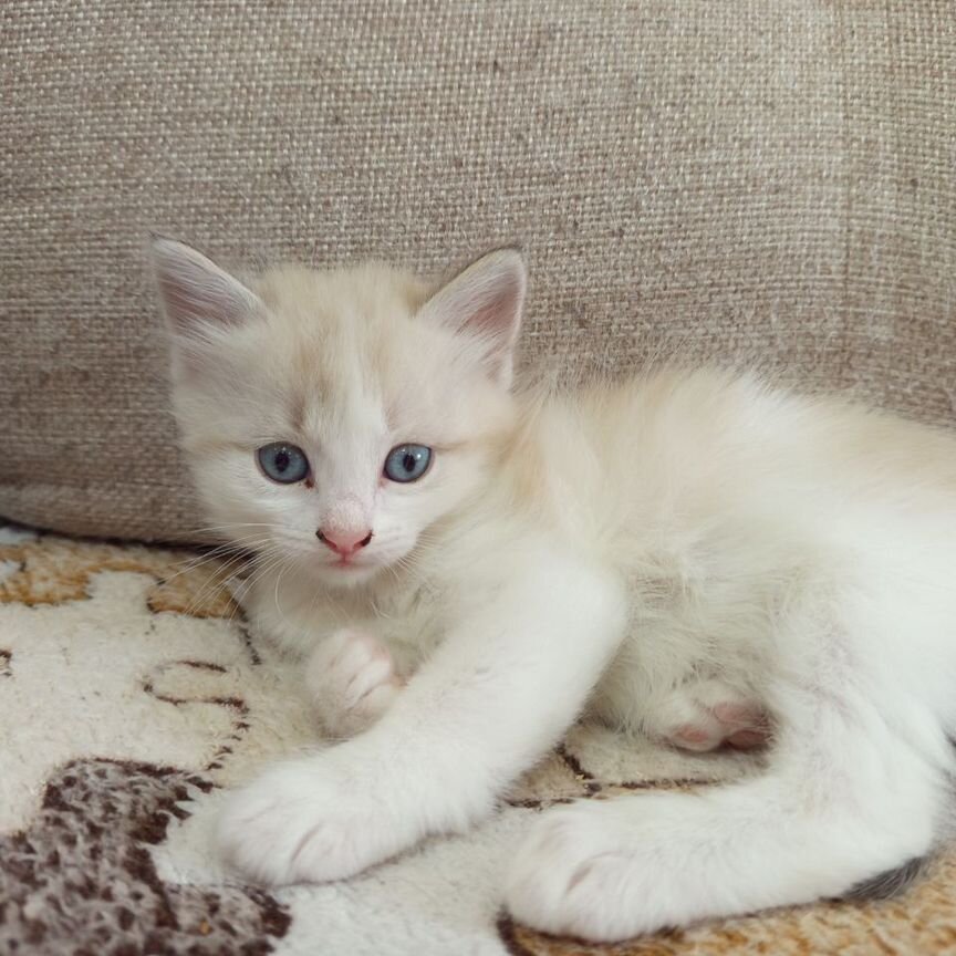 Котята 2 мес ищут дом