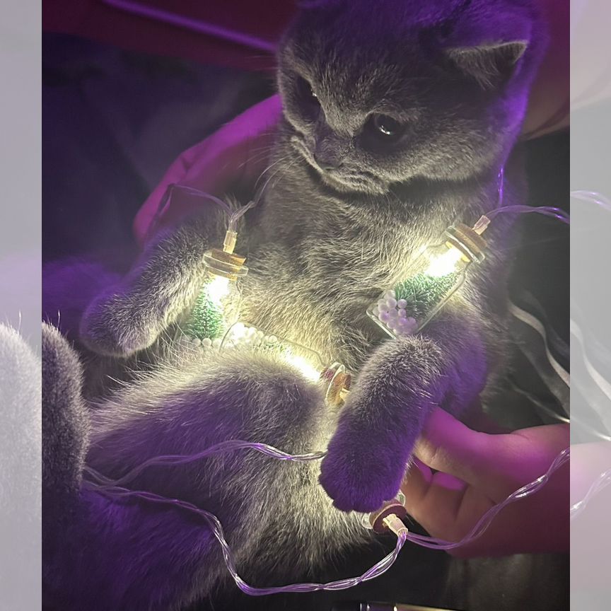 Кошка