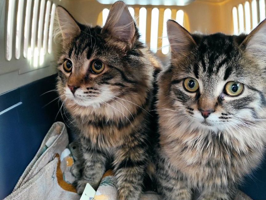 Две красотки 3 мес