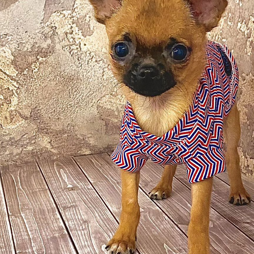 Жгучий Перчик