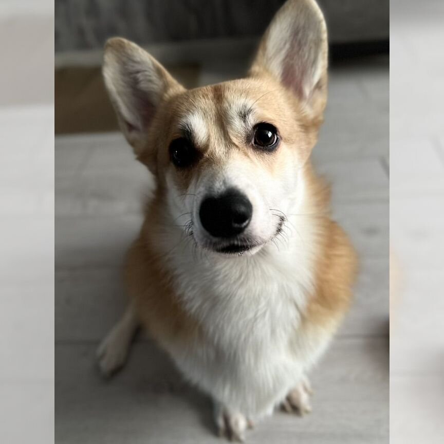 Вельш Корги Пемброк, взрослый пёс