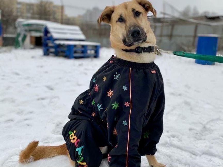 Милый Патрик ищет дом