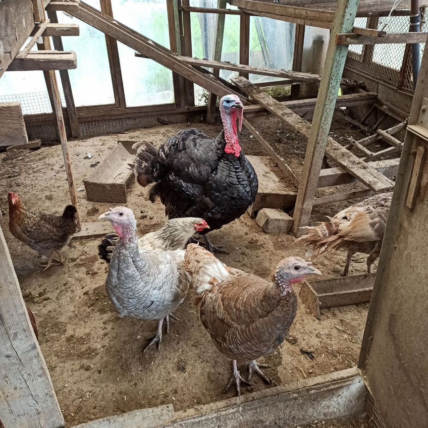 Индюки на племя