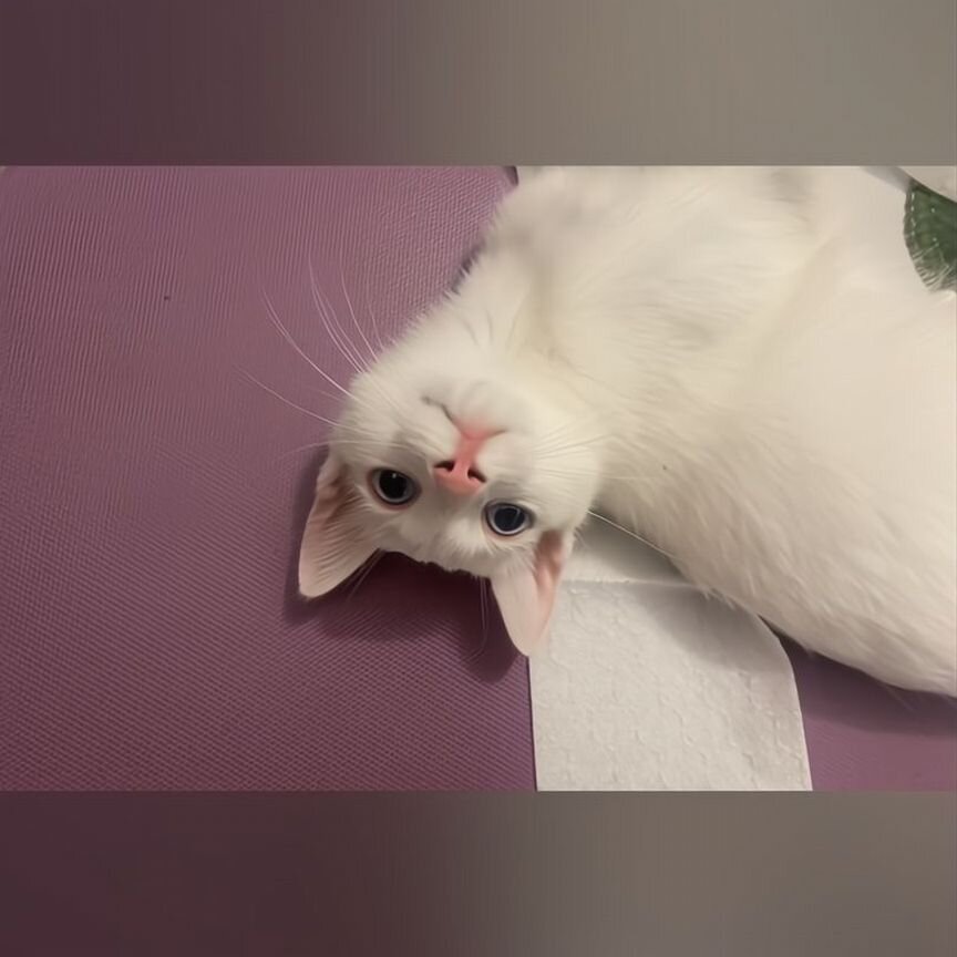 Взрослый кот в добрые руки