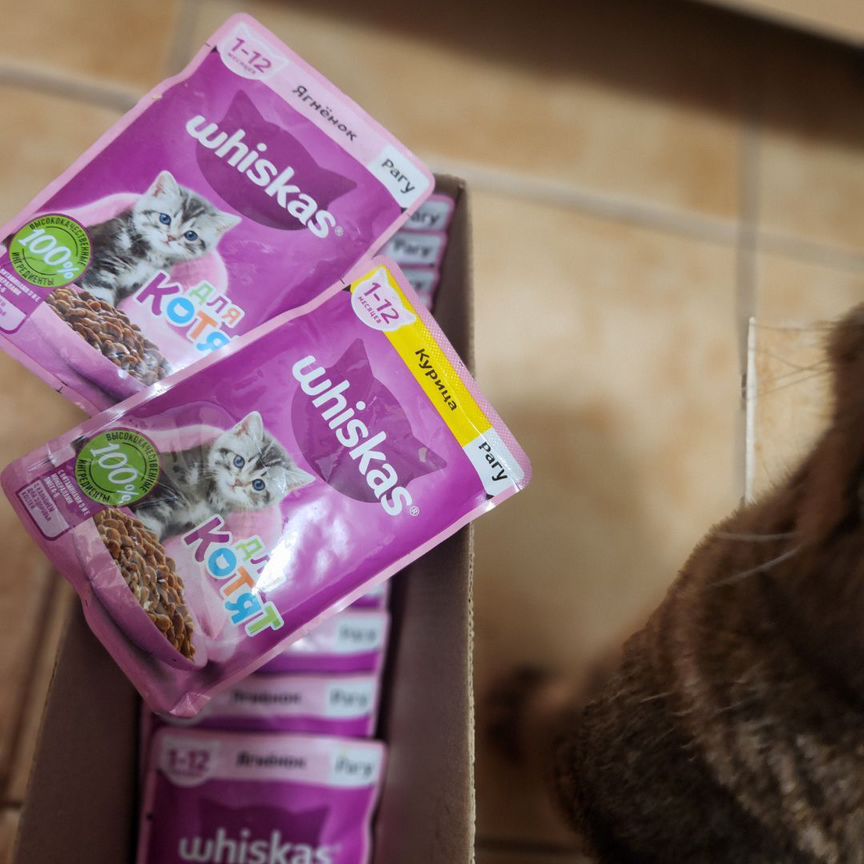 Влажный корм для котят