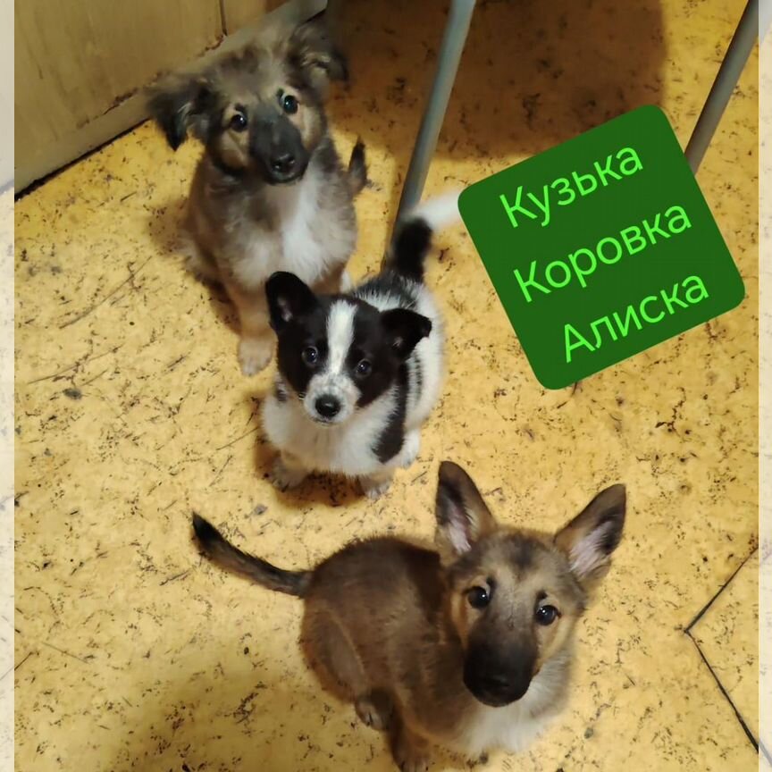 Малыши в семью