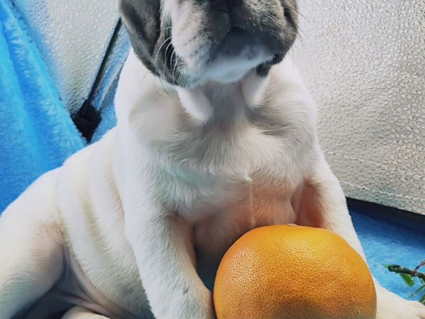 Французский бульдог щенки бело голубой