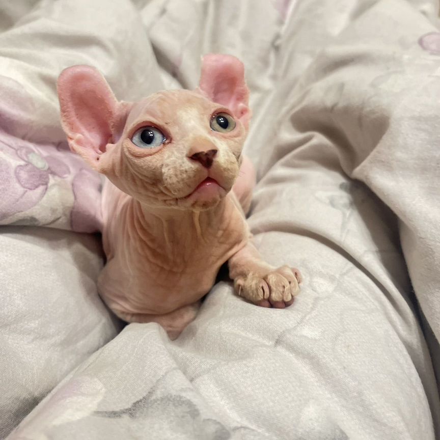 Канадский сфинкс