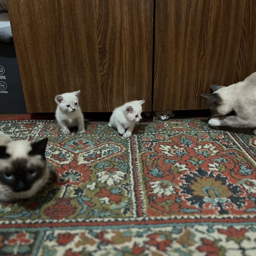 Сиамские котята