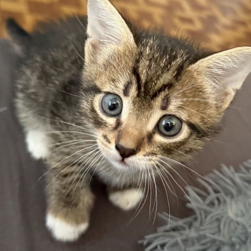 Маленький котенок бесплатно