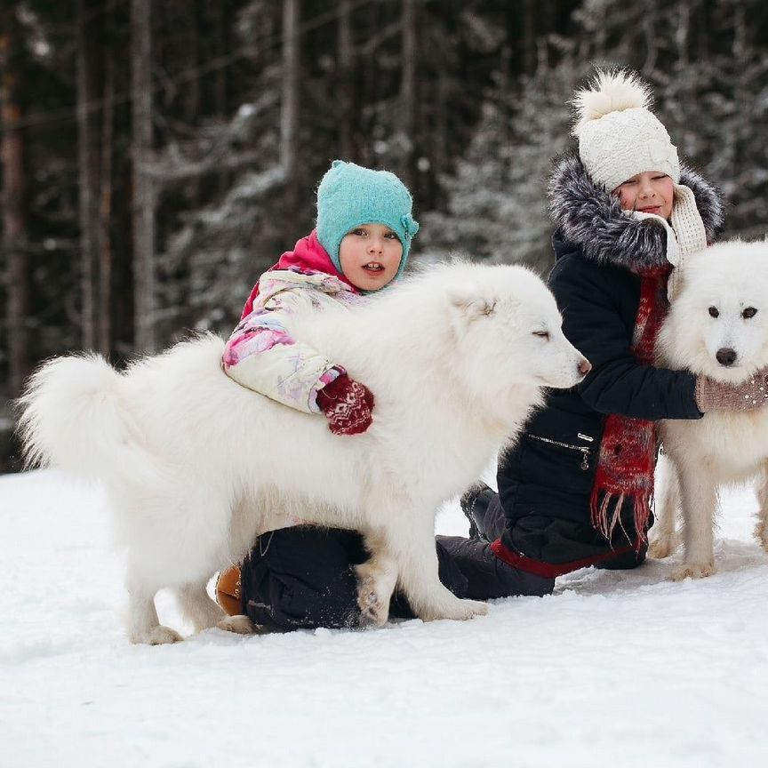 Самоедская собака, взрослый пёс