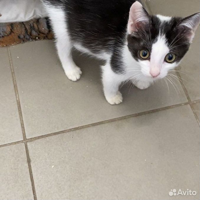 Котенок Пикси