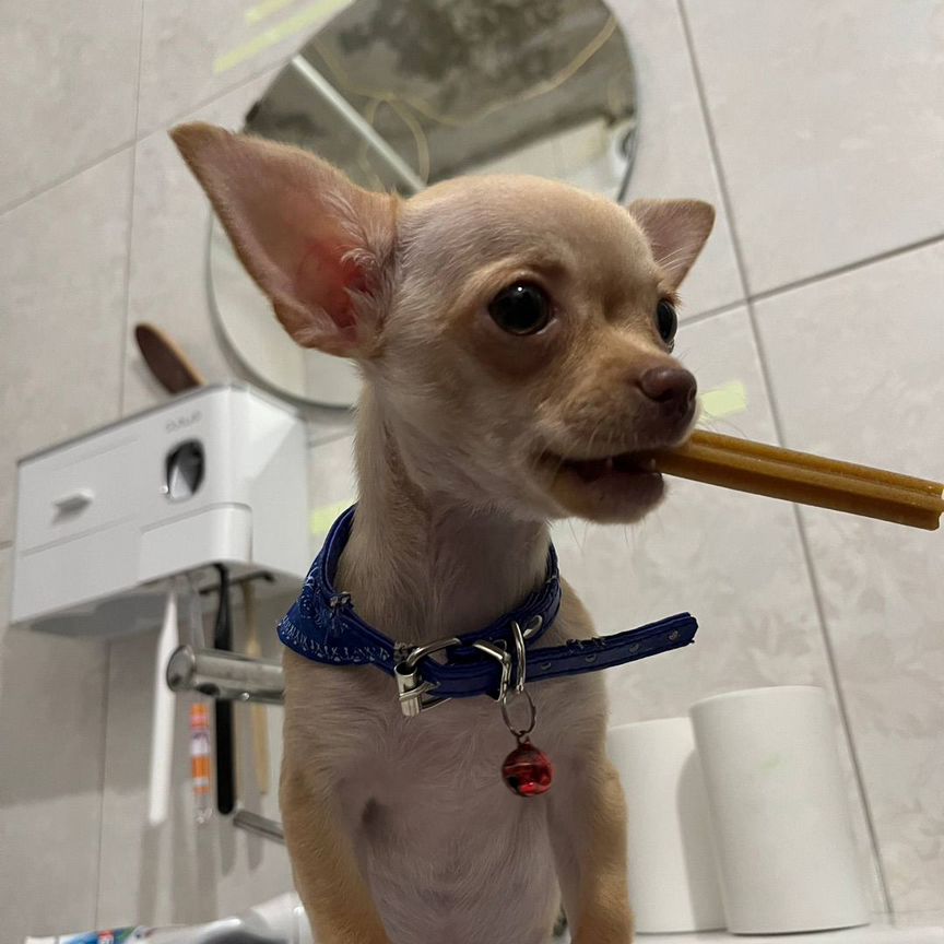 Чихуахуа, щенок