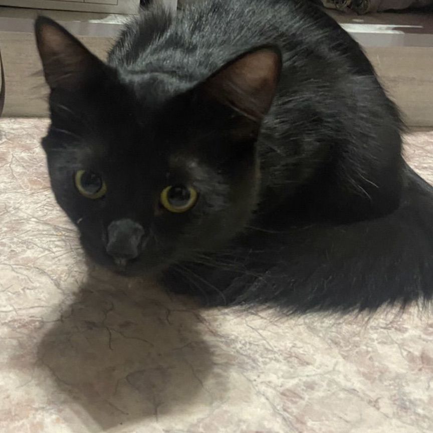 Котик
