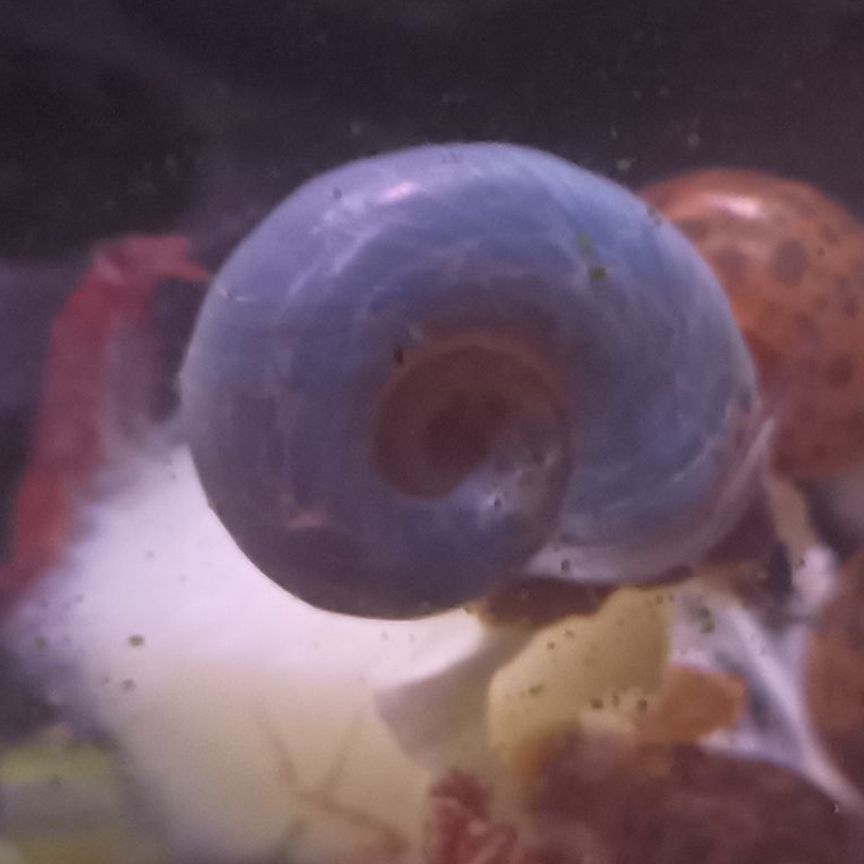 Улитка катушка - голубая, розовая, тигровая