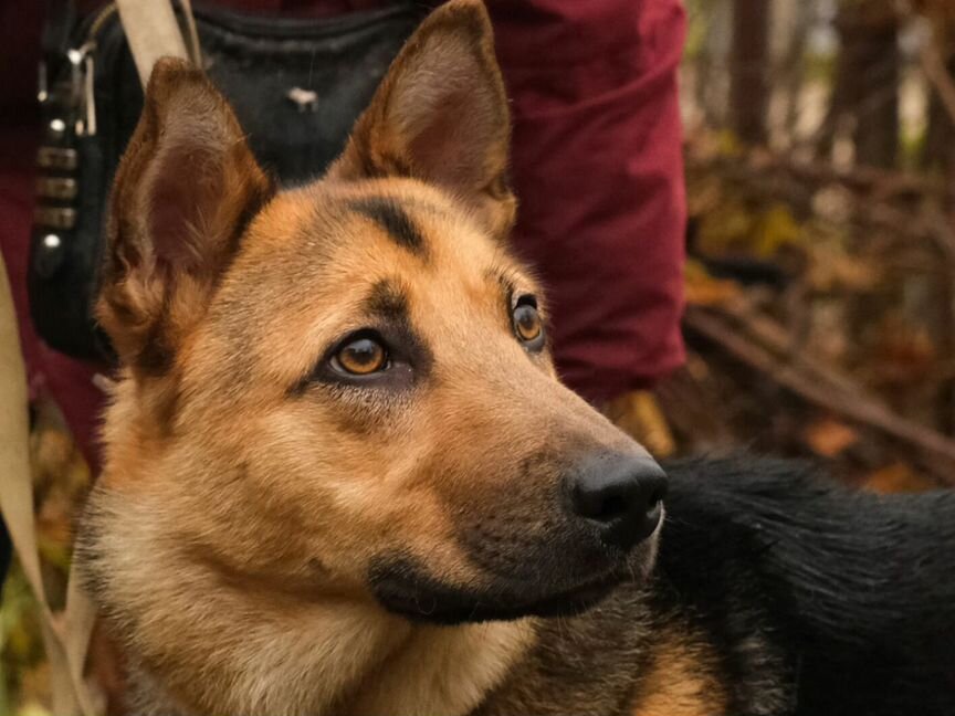 Умная спокойная Пурга из приюта